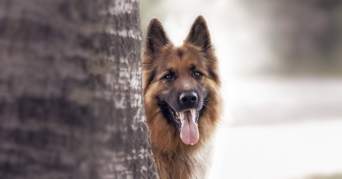 Systemic Lupus Erythematosus (SLE) In Dogs: Symptoms & Treatment - Dr ...