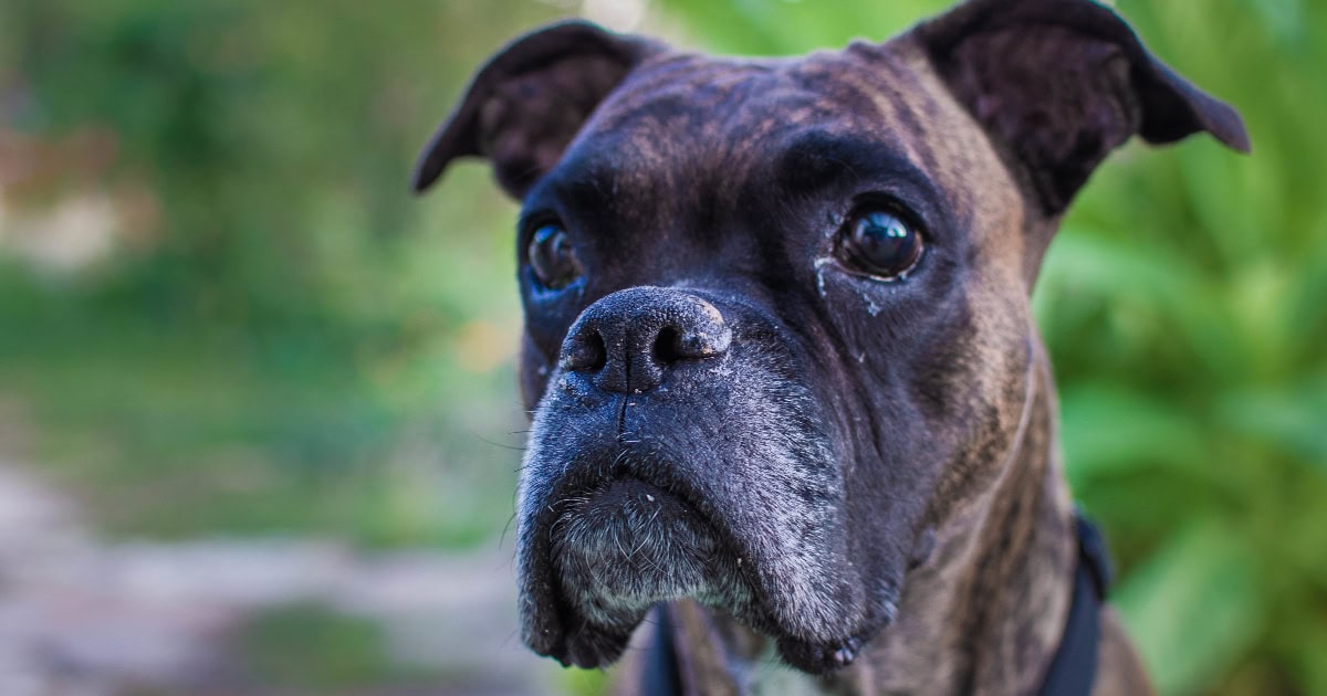Calcinosis Cutis In Dogs: Causes, Symptoms, and Treatment - Dr. Buzby's ...