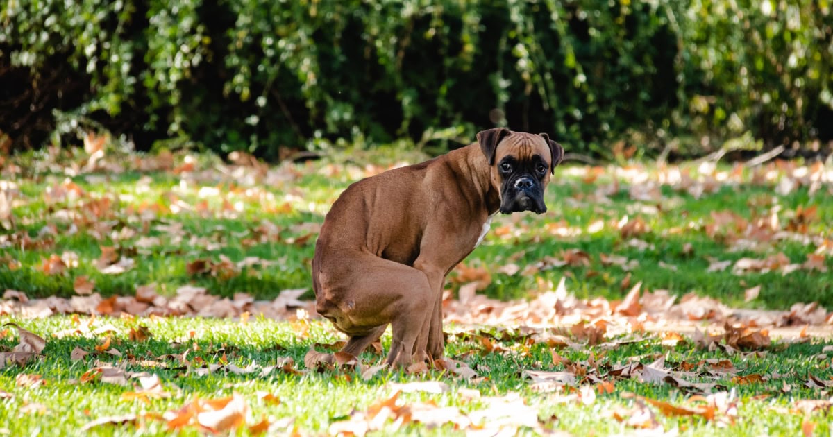 Dog Constipation: 14 Causes & When to See a Vet - Dr. Buzby's ToeGrips ...