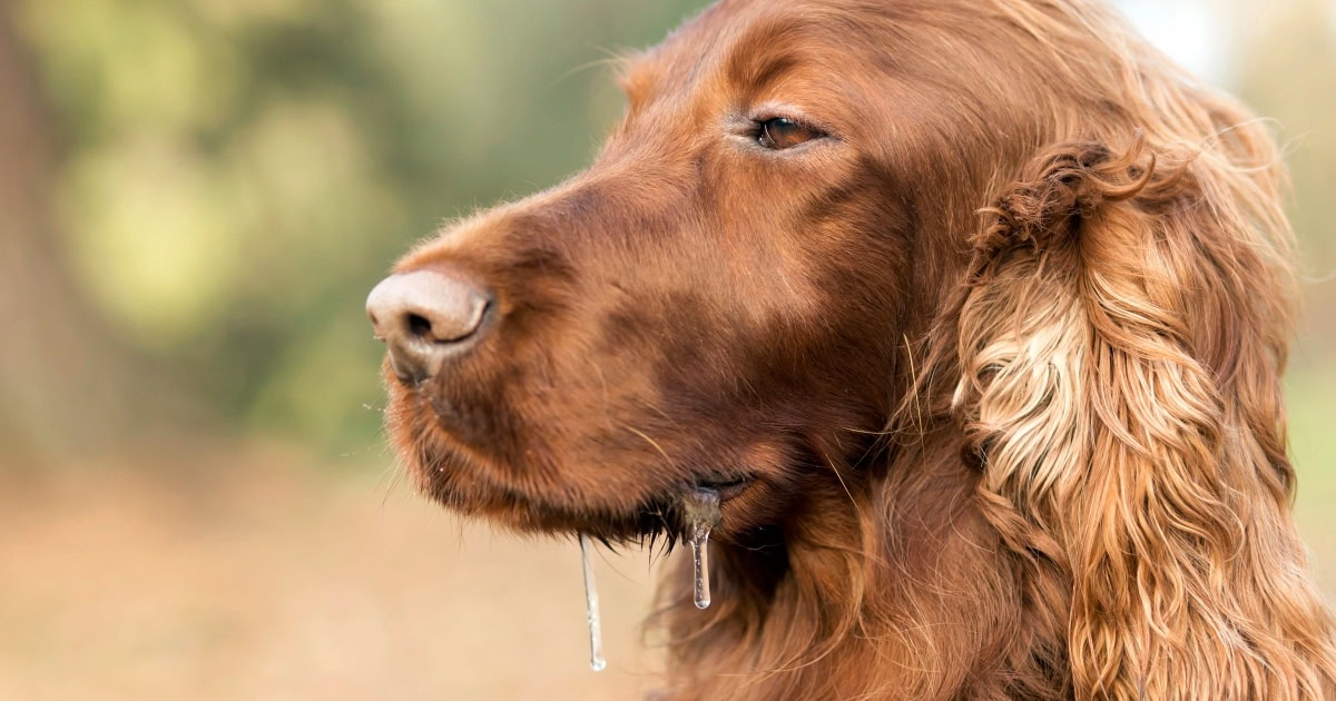 Excessive Drooling In Dogs: 9 Causes and When to Go to the Vet - Dr ...