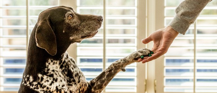 Thank you for your feedback - Dr. Buzby's ToeGrips for Dogs