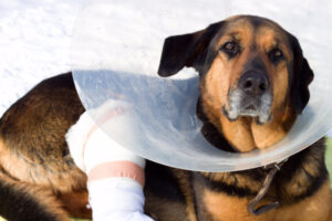 A Veterinarian Answers Your TPLO Recovery FAQs - Dr. Buzby's ToeGrips ...