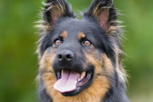 Recessed Vulva in Dogs: Is It a Cause for Concern? - Dr. Buzby's ...